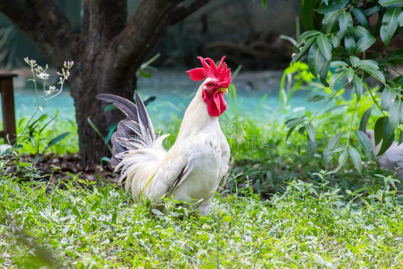 Witte Kip En Kleine Leuke Kippen in De Kooi Stock Foto - Image of ...