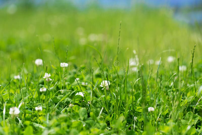 Witte Klaver in Het Groene Gras Stock Afbeelding - Image of blauw ...
