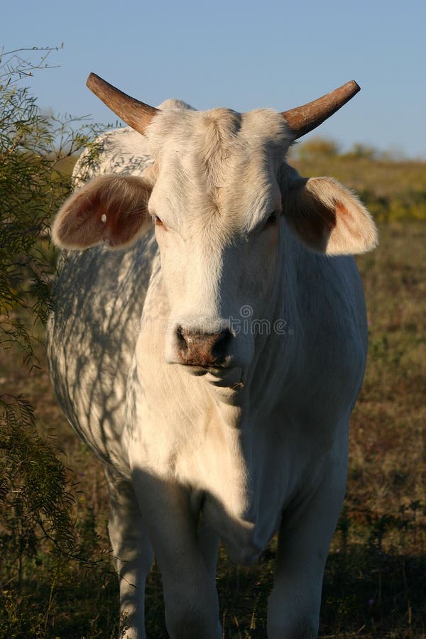 Witte Koe stock foto. Image of schaduw, hoorn, hemel, rundvlees - 324026