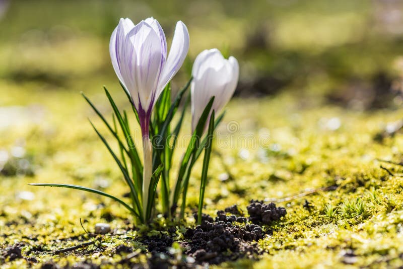 Witte Krokussen Die Buiten Groeien Stock Foto - Image of groei, kleuren ...