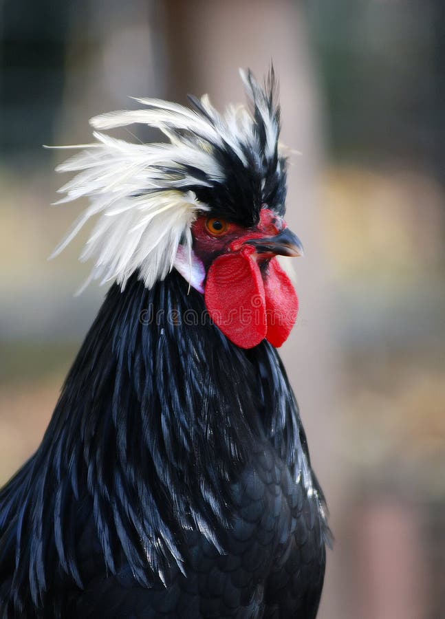Poolse KuifKip stock afbeelding. Image of vogel, poetsmiddel - 18942349