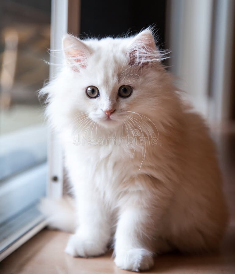 Witte Langharige Kitten Waiting Bij De Deur Stock Foto - Image of ...
