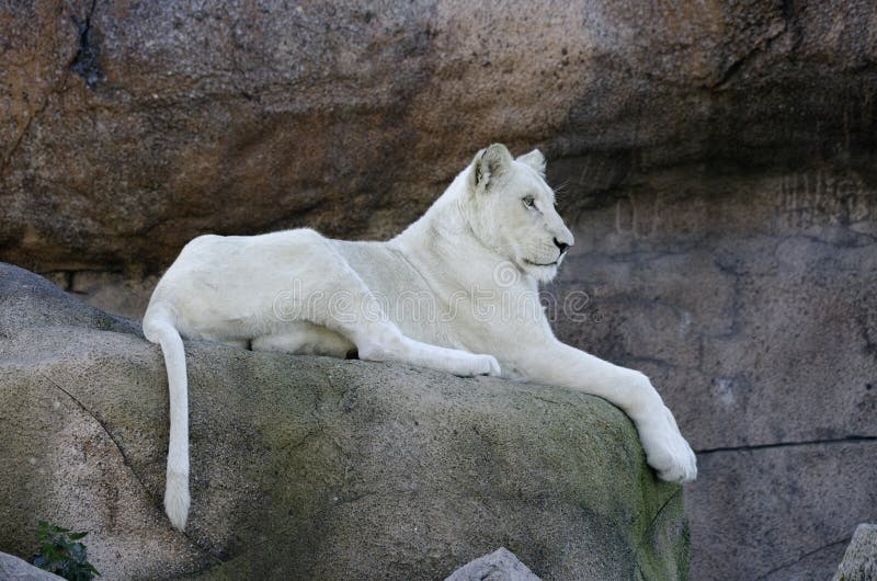 Witte leeuw stock afbeelding. Image of rotsen, wild, katachtig - 27593851