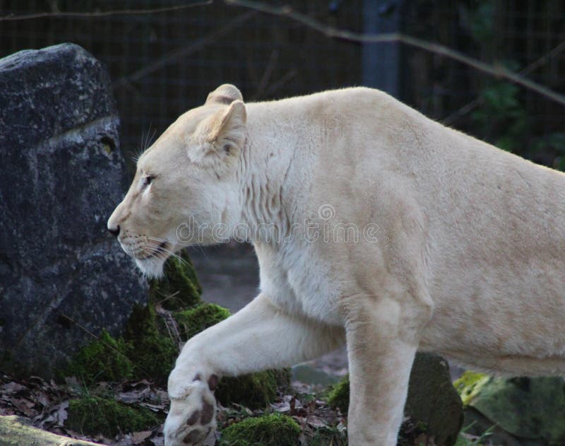 Witte Leeuw stock foto. Image of albino, leeuwen, bijlage - 87276388