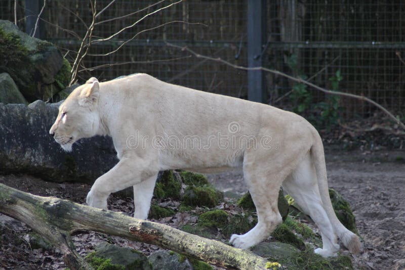 Witte Leeuw stock foto. Image of albino, leeuwen, bijlage - 87276388