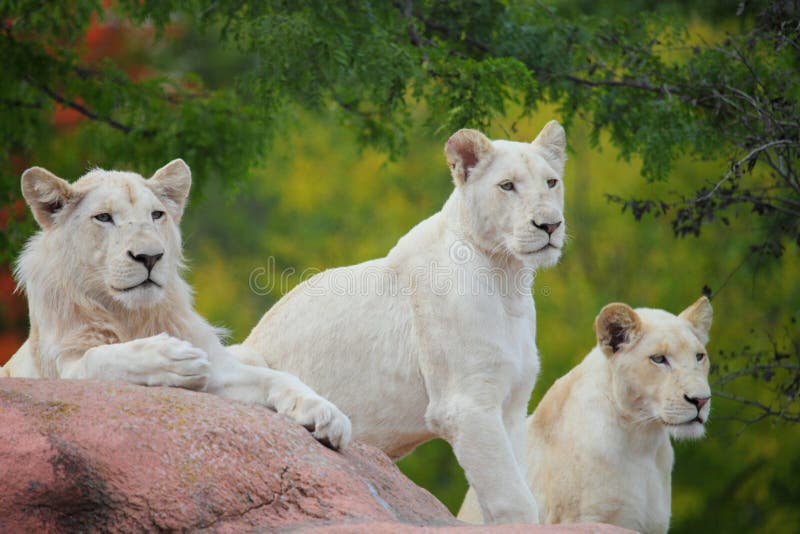 Witte leeuwen stock afbeelding. Image of kijk, boom, wild - 27666941