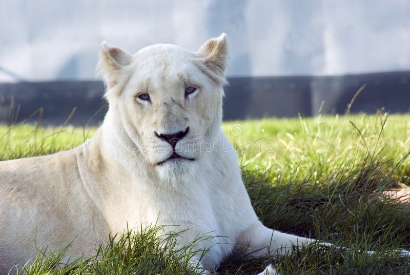 Witte Leeuwin stock afbeelding. Image of wild, zoogdieren - 10822581