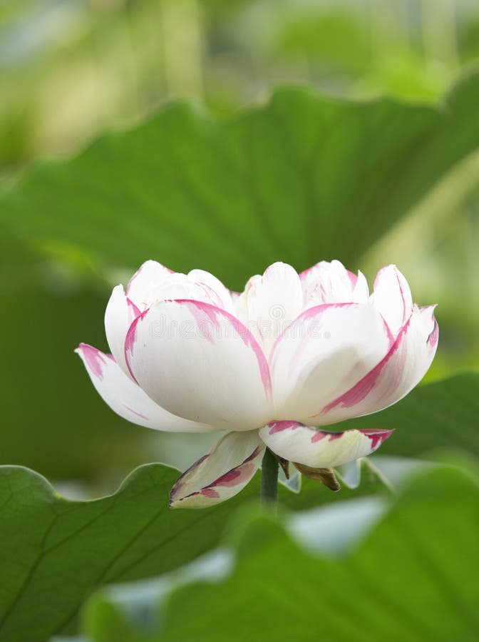 Witte lotus stock afbeelding. Image of dalingen, bloeien - 10009537