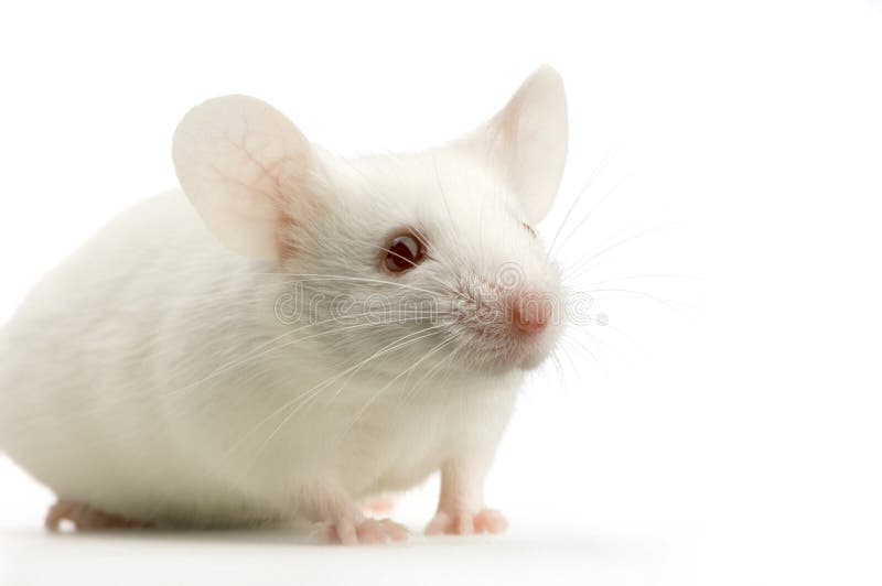 Witte Muis stock afbeelding. Image of hongerig, sluit - 2331199