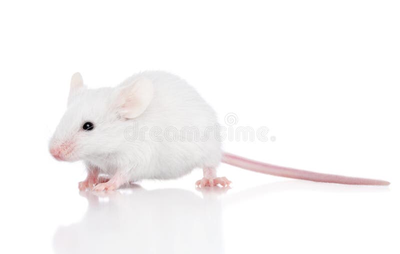 Witte Muis Op Witte Achtergrond Stock Foto - Image of muizen, leuk ...