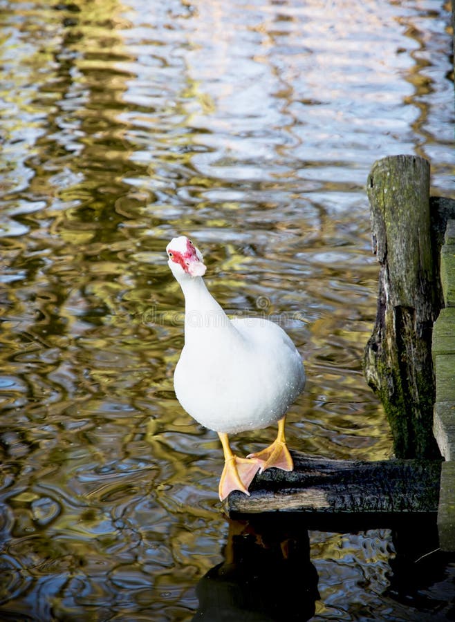 Witte Eend Met Haar Eendje in Een Meer Stock Foto - Image of mooi ...