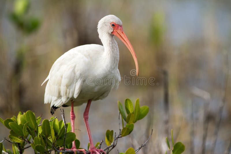 Witte Ibis stock afbeelding. Image of blauw, benen, profiel - 22322521
