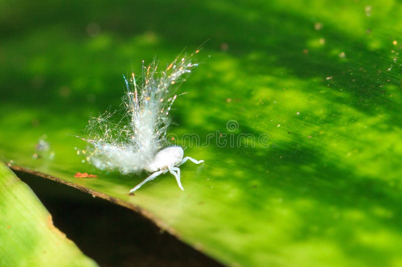 Witte nimf stock foto. Image of ecologie, macro, nave - 52463824