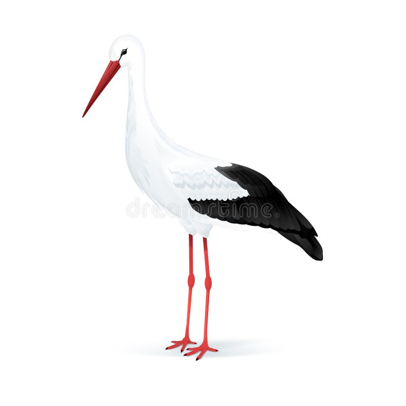 Witte Ooievaar vector illustratie. Illustration of scènes - 43662858