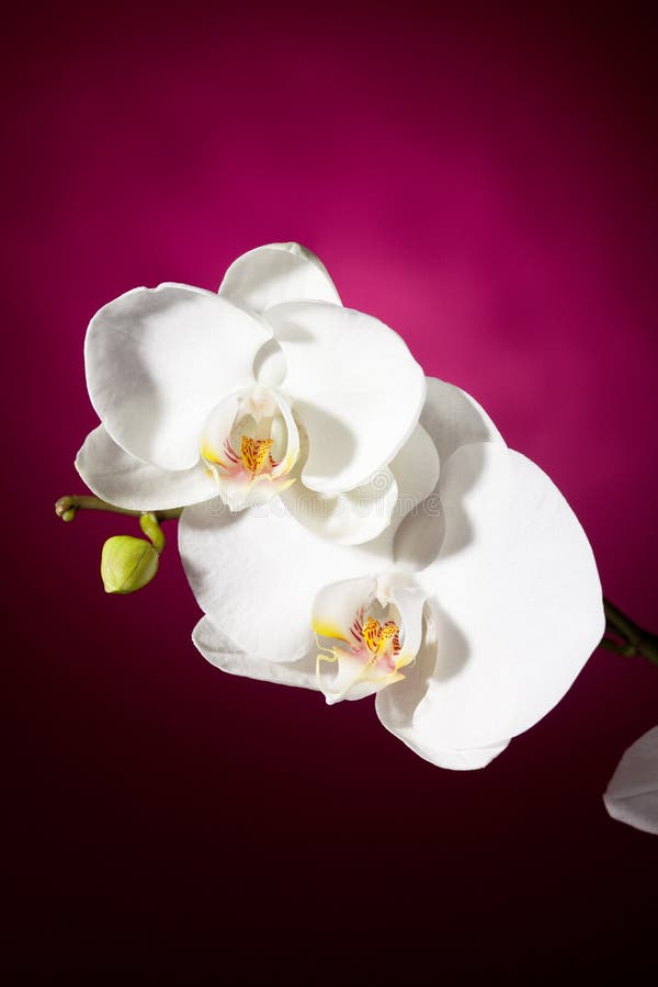 Witte Orchidee Op Rode Achtergrond Stock Foto - Image of rood, stam ...