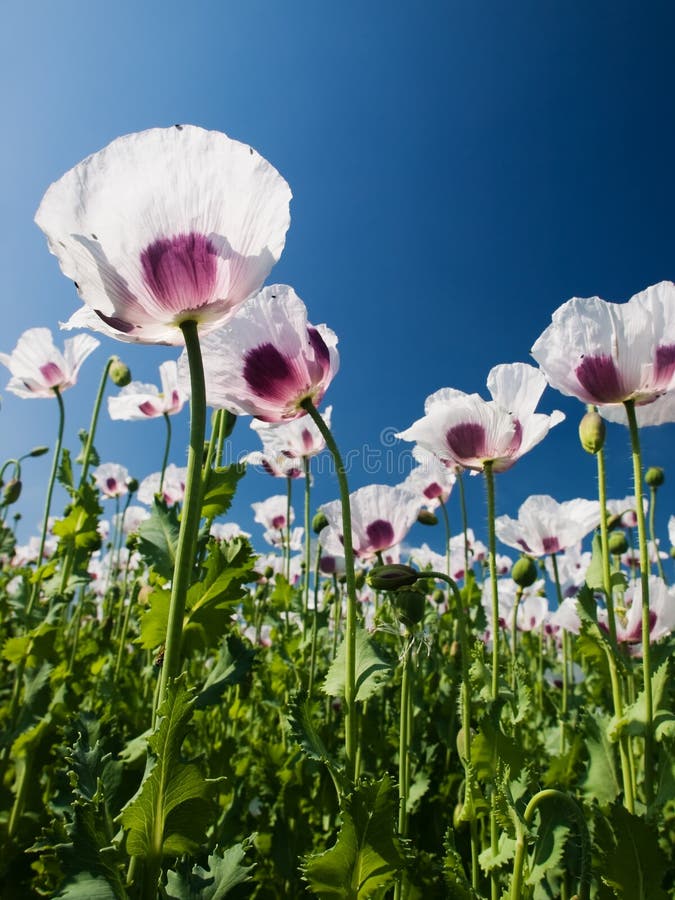 Witte papavers stock afbeelding. Image of opium, flora - 16525043