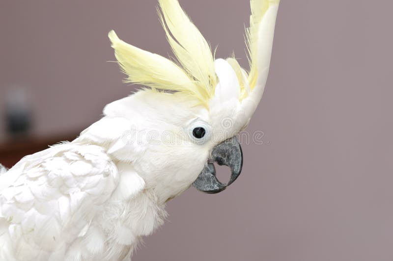 Witte papegaai stock foto. Image of binnenlands, huisdier - 13240790