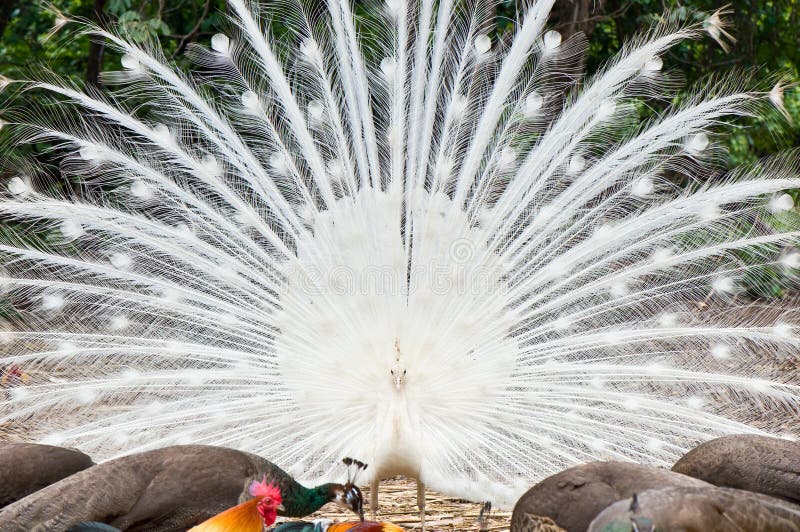 Witte pauw stock foto. Image of mooi, tapijt, paring - 25714628