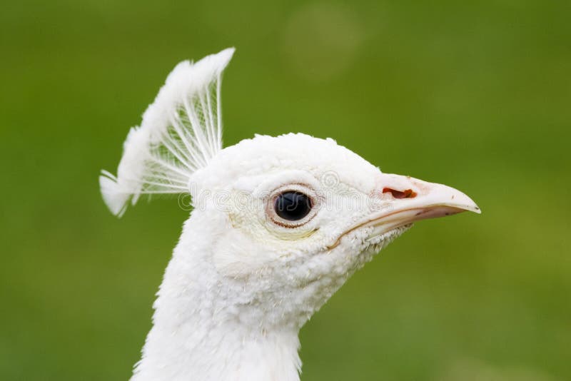 Witte pauw stock afbeelding. Image of verwaand, rekening - 3043137