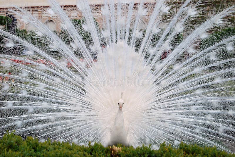 Witte pauw stock afbeelding. Image of perfect, veer, ontzag - 46802293