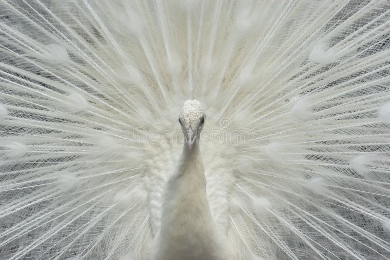 Witte Pauw stock afbeelding. Image of dier, mooi, naughty - 83033639