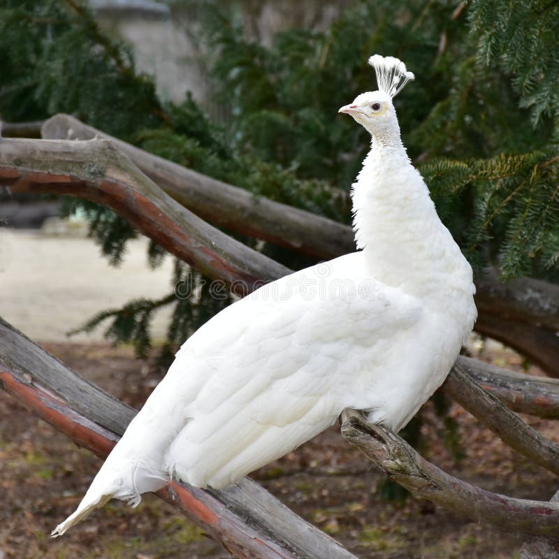 De Witte Soorten Van De Pauw Stock Afbeelding - Image of kroon, soorten ...