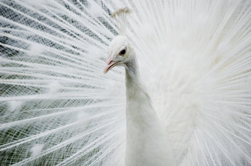 Portret van witte pauw stock afbeelding. Image of veer - 131853277