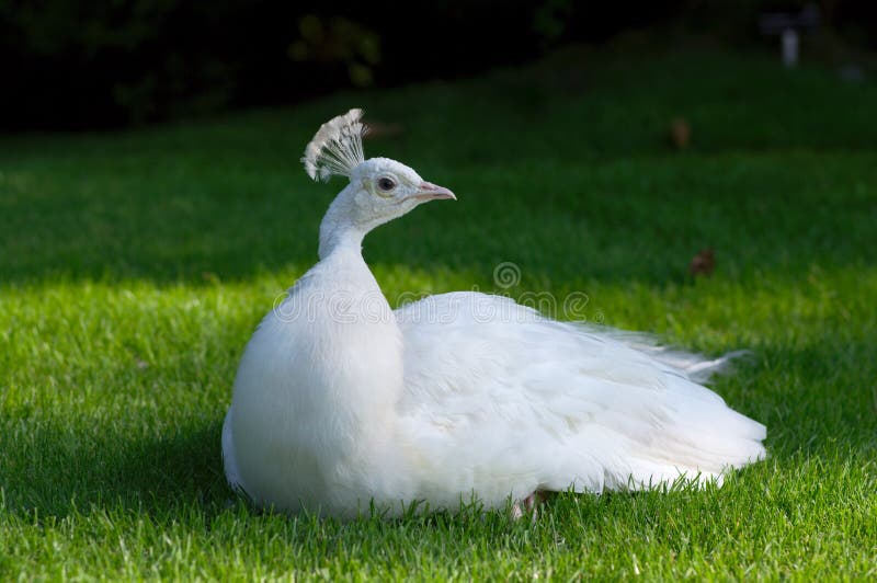 Witte pauw op gras stock foto. Image of vleugels, veer - 16001926