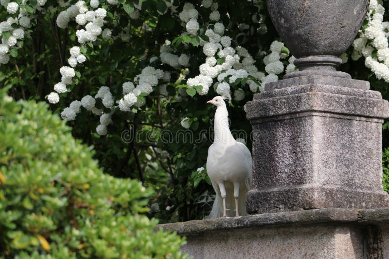 Witte Pauw Voor De Sneeuwbalstruik Stock Foto - Image of zoölogisch ...