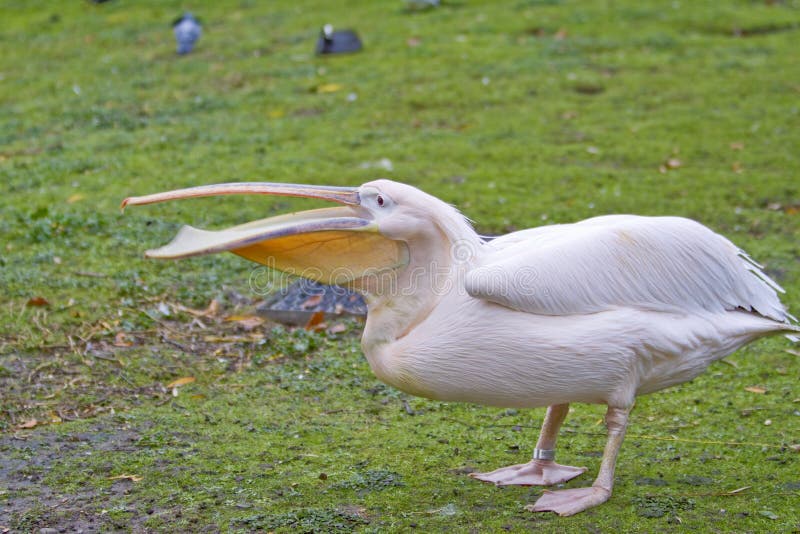 Witte pelikaan stock foto. Image of horizontaal, enkelvoudig - 17263524
