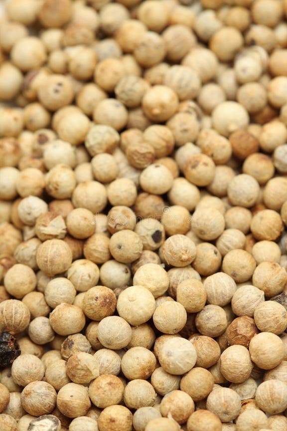 Witte peper stock afbeelding. Image of specerij, peper - 10223539