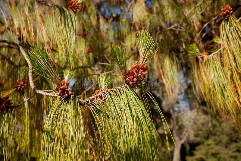 Witte Pijnboom stock afbeelding. Image of ecologie, kegel - 9609139