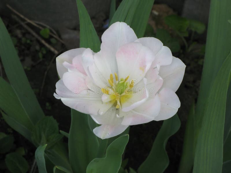Rood-witte Pion-als Badstof Omzoomde Tulpen in Een Bloembed Stock ...