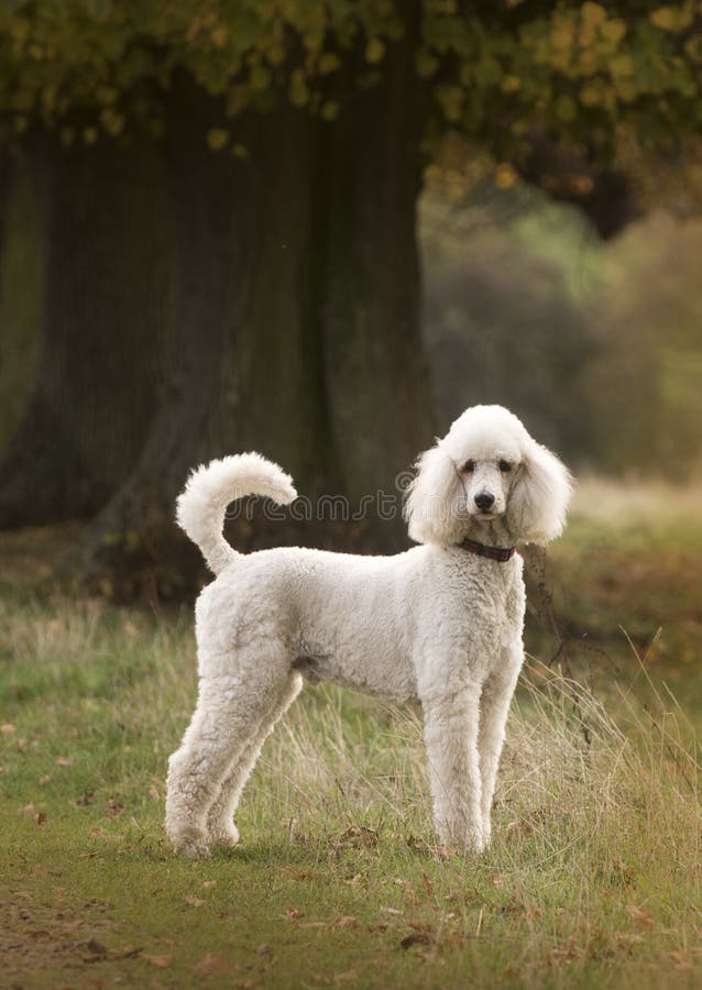 Witte poedel stock afbeelding. Image of buiten, avontuur - 79649739