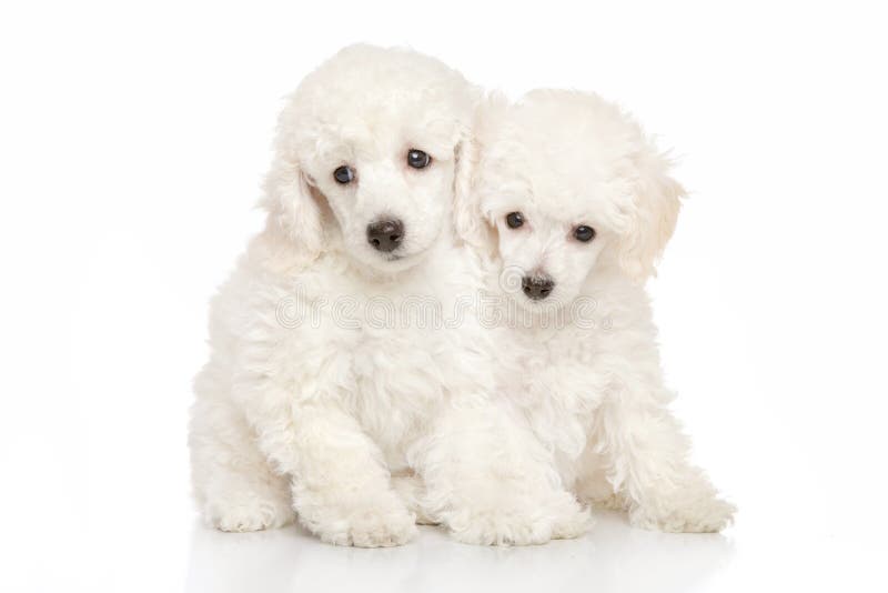 De Puppy Van De Poedel (30 Dagen) Op Een Witte Achtergrond Stock Foto ...