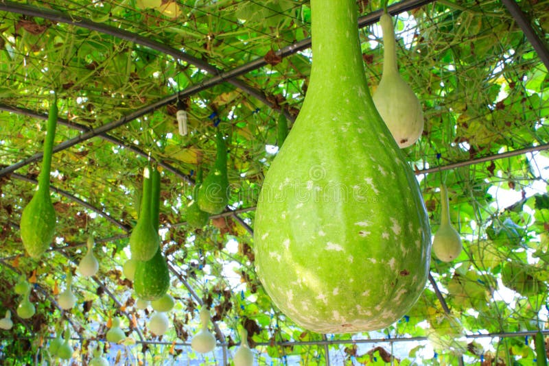 Witte pompoen stock afbeelding. Image of installaties - 32500299