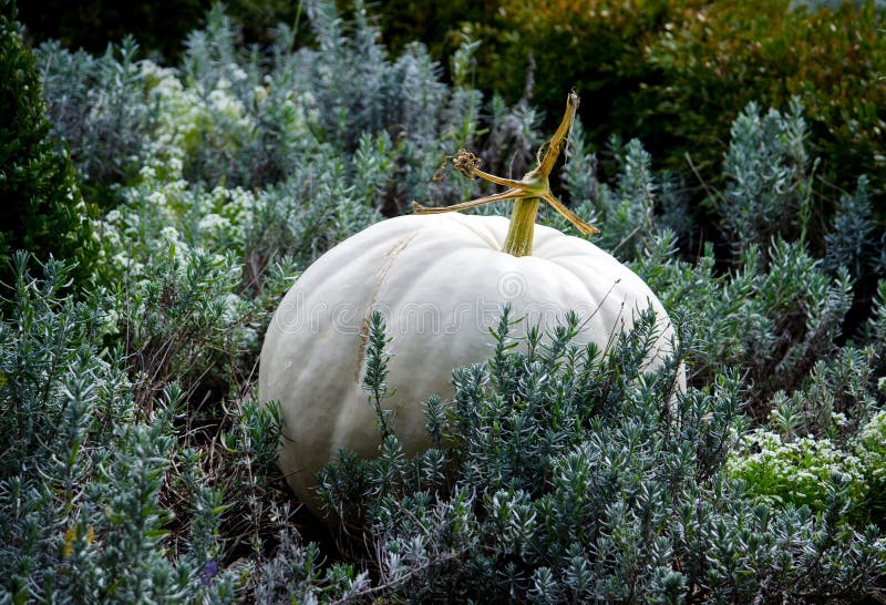 Witte Pompoen stock foto. Image of halloween, najaar - 36453072