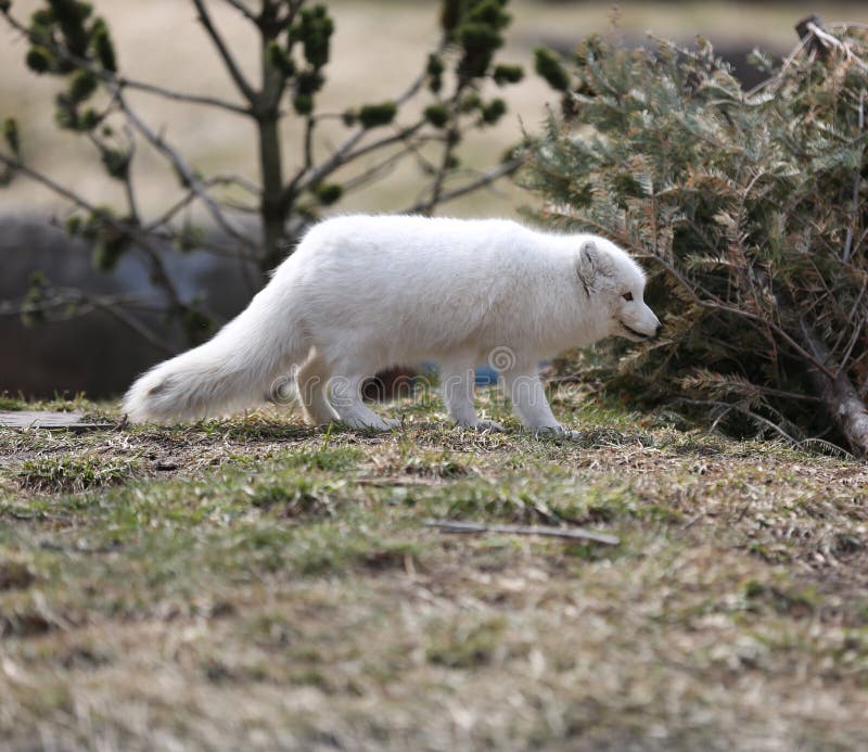 Witte Noordpool De Wolfszweerarctos Van Wolfscanis Stock Foto - Image ...