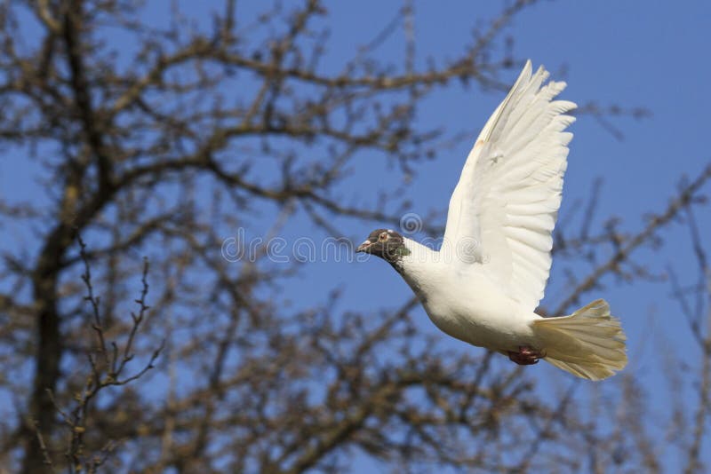 Witte Postduif stock foto. Image of vrij, brieven, homo - 5120550