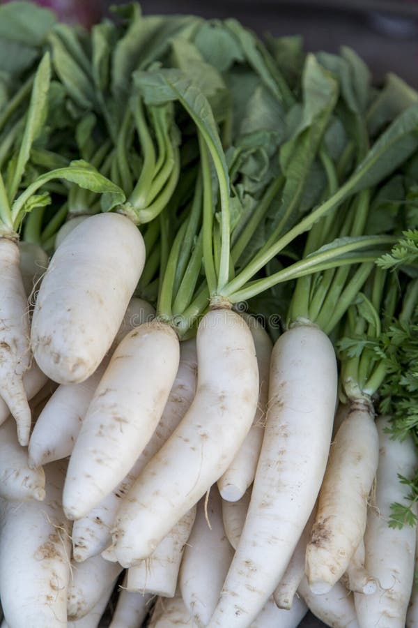 Daikon, witte radijs stock foto. Image of plantaardig - 36360382