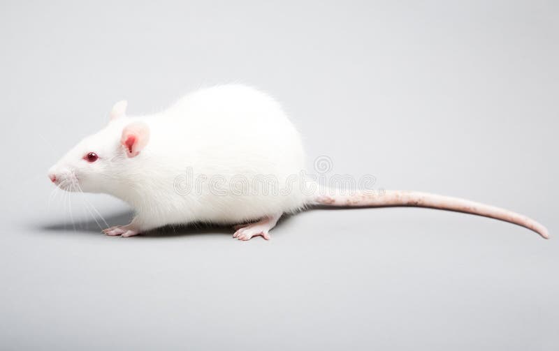 Witte rat stock foto. Image of grijs, ongedierte, biologie - 21433820