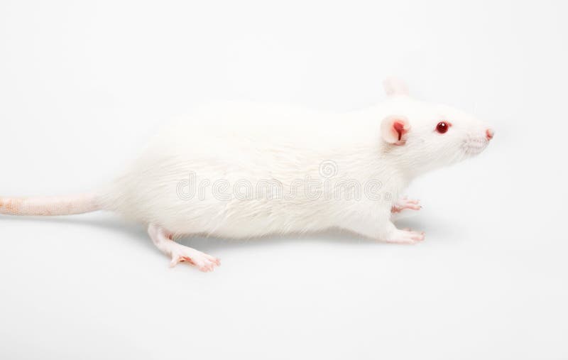 Witte rat stock afbeelding. Image of experiment, muis - 23005025
