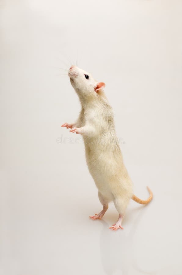 Het Bevindende Mannelijke Kale Ras Van RattenDumbo Sphynx. Stock ...