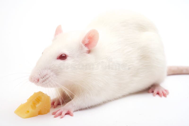 Witte rat stock foto. Afbeelding bestaande uit ogen, bakkebaarden ...