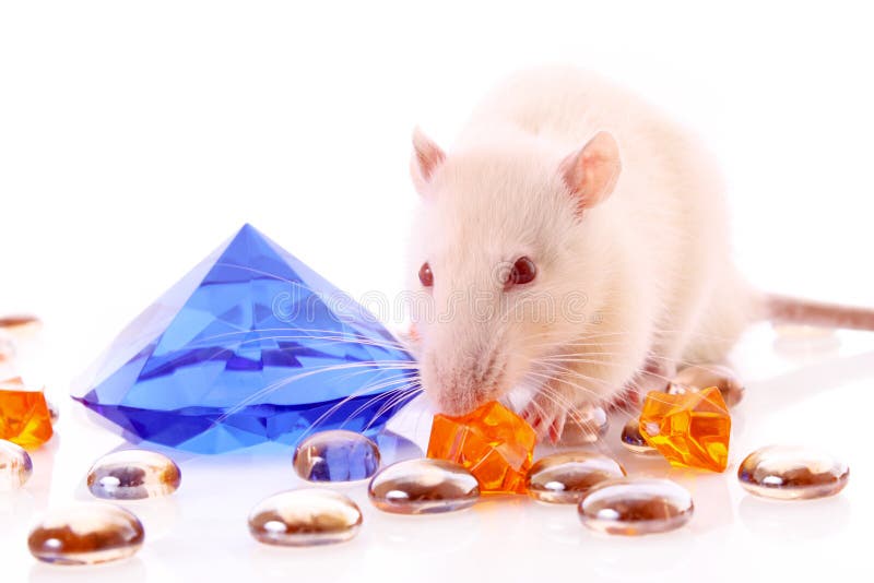 Witte rat met gemmen stock afbeelding. Image of uniek - 15008631