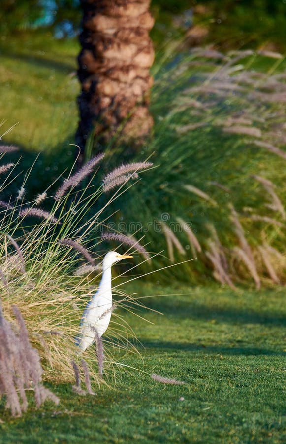 Witte reiger stock afbeelding. Image of reiger, bosje - 104917663