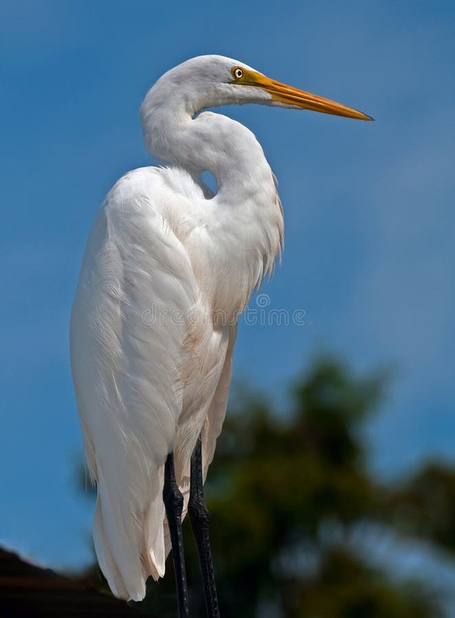 Witte Reiger stock afbeelding. Image of reis, veren, buiten - 11139939