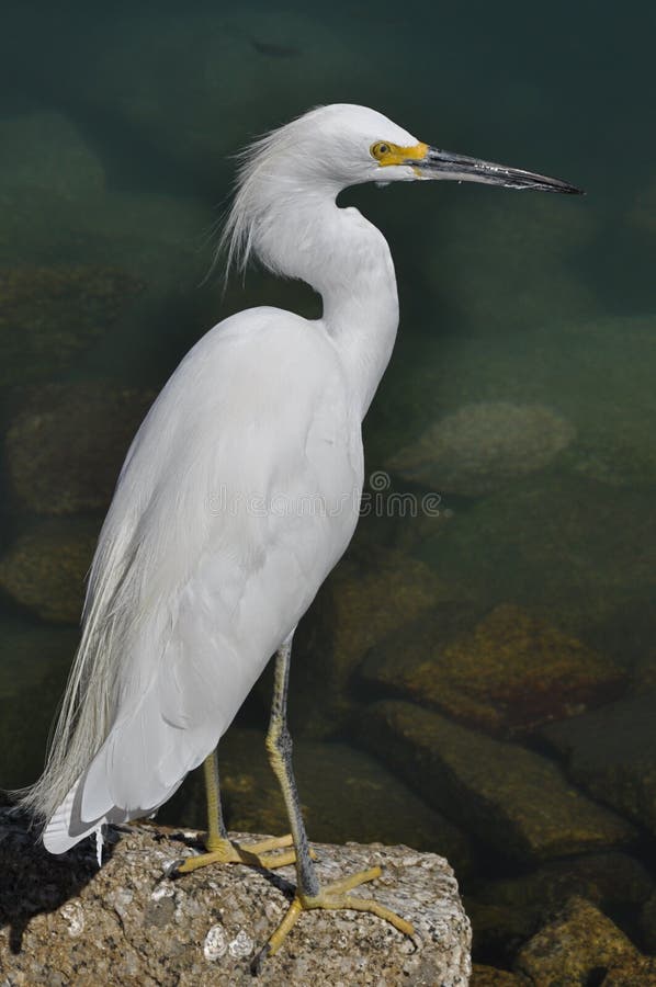 Witte reiger stock foto. Image of water, meer, leven - 12160952