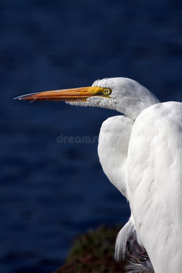 Witte Reiger stock foto. Image of vogel, blauw, overzees - 16185744