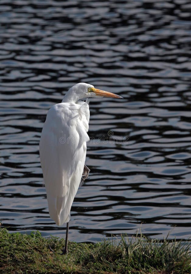 Witte Reiger stock foto. Image of kijken, visserij, nieuwsgierig - 16276848